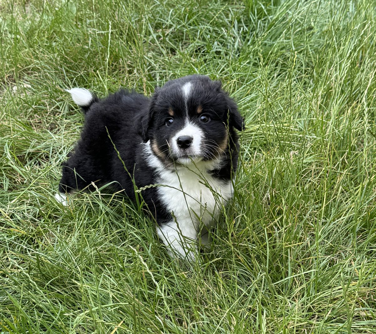 Welpen